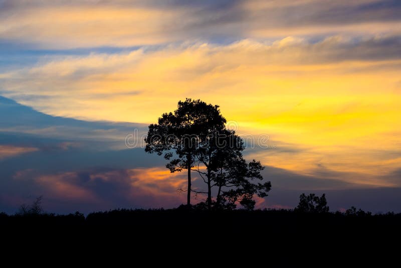 Sunset with tree in front stock photo. Image of sunset - 52600306