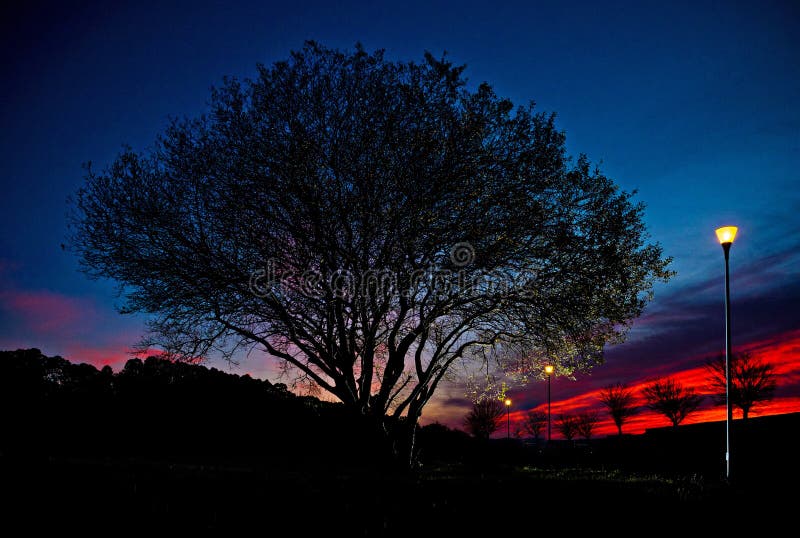 Sunset tree stock photo. Image of morning, desert, dark - 88340992