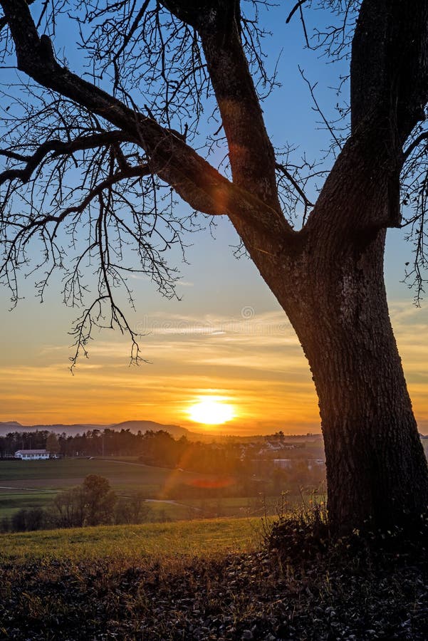 Sunset with tree stock photo. Image of light, country - 64383242