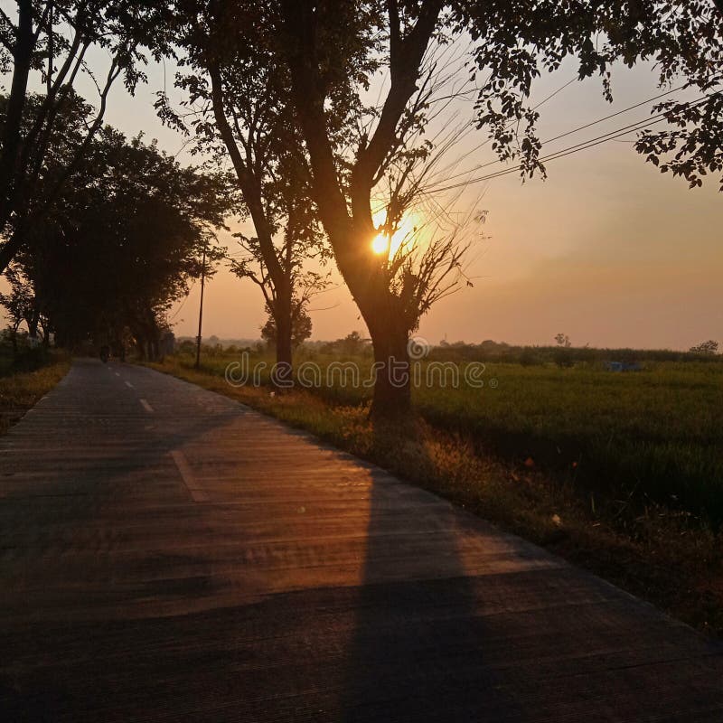 Sunset, Tree Shadows, Street Stock Image - Image of sunrise, dusk ...