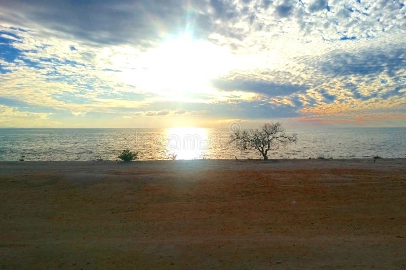 Sunset with Tree at the Shell Beach of Hamelin Pool, Western Australia ...