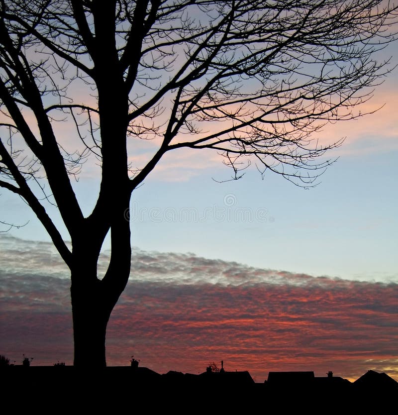 Sunset Tree Silhouette 2 stock image. Image of branches - 11307743