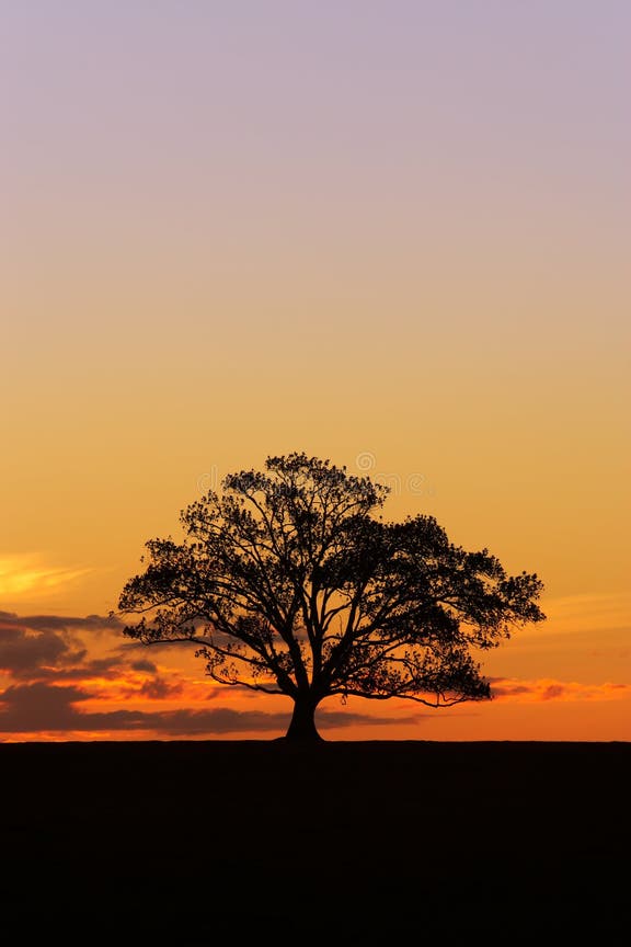 Sunset Tree Silhouette 2 stock image. Image of sunset - 9120487