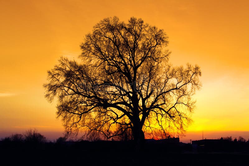 Oak Tree Silhouette stock photo. Image of oaks, intense - 17392324