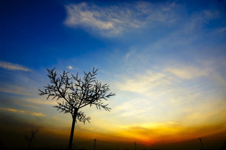 1,620 Graceful Tree Silhouette Stock Photos - Free & Royalty-Free Stock ...