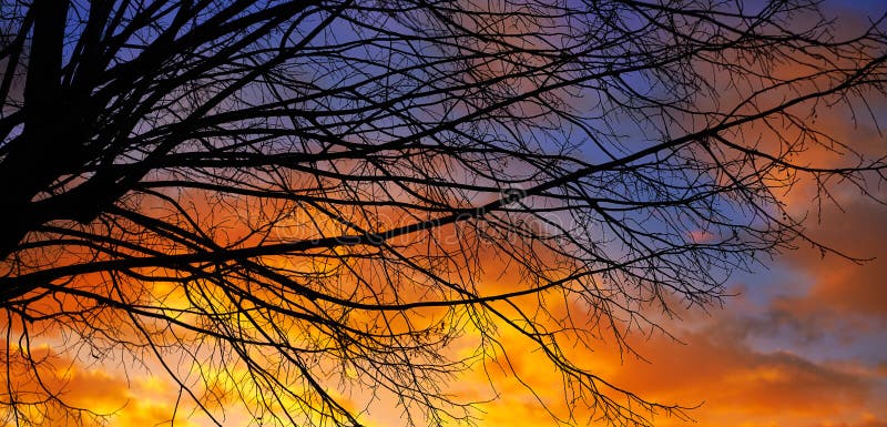 Sunset Tree Silhouette stock photo. Image of trunk, treesilhouette ...
