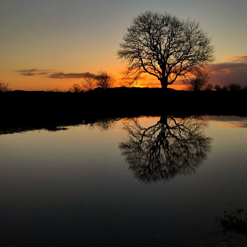 Sunset Tree Silhouette Reflection in Floodwater Stock Image - Image of ...