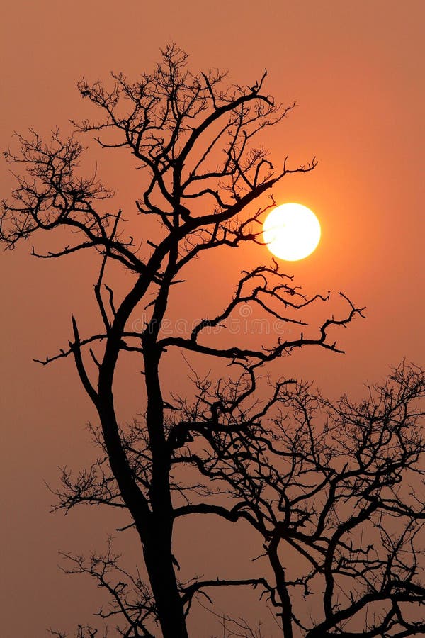 The sunset and tree stock image. Image of silhouetted - 60755479