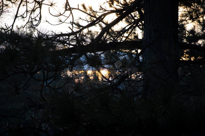 Sunset Tree Silhouetted Forefront Stock Photos - Free & Royalty-Free ...