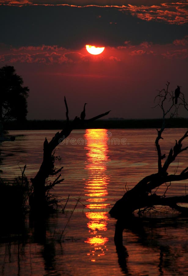 Sunset tree silhouettes stock image. Image of nature - 11402835