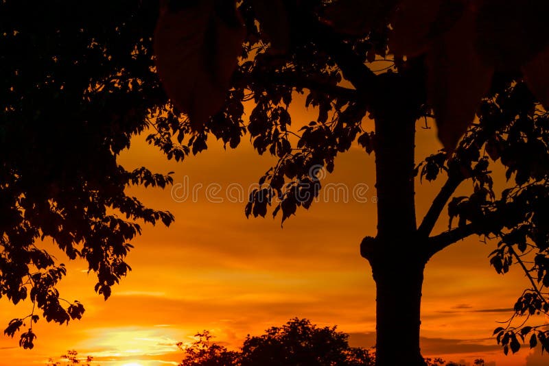 Sunset between the tree. stock photo. Image of environment - 187435300
