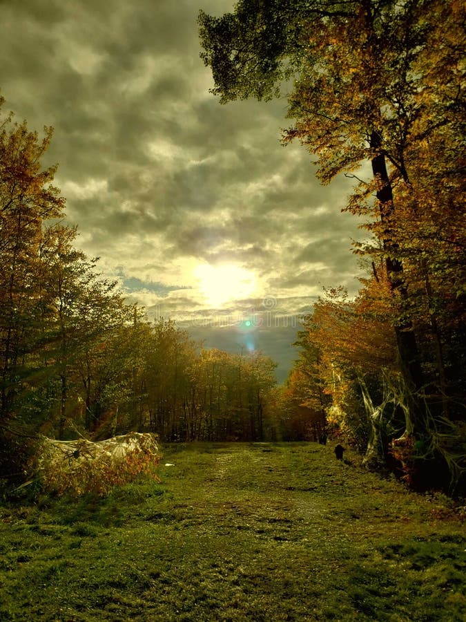 Sunset through the Treeline Stock Image - Image of morning, autumn ...