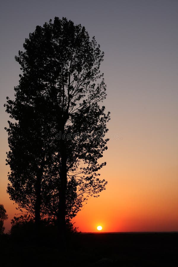 Sunset and trees stock photo. Image of morning, bright - 11691614