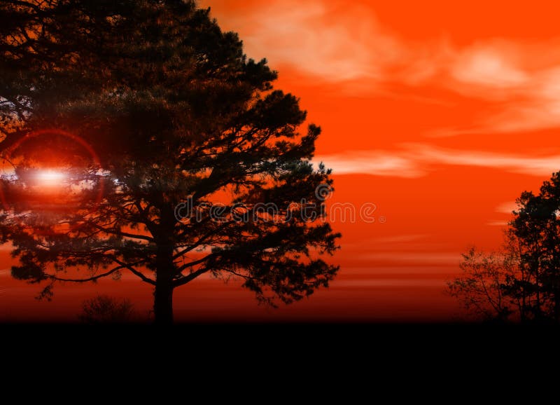 Sunset through Trees stock photo. Image of tree, horizon - 127592