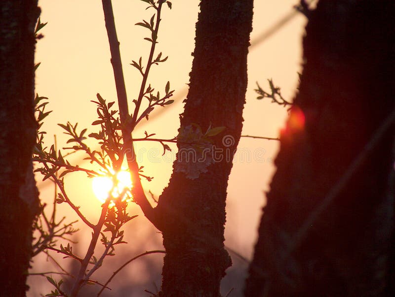 Sunset through trees stock image. Image of skies, garden - 21919