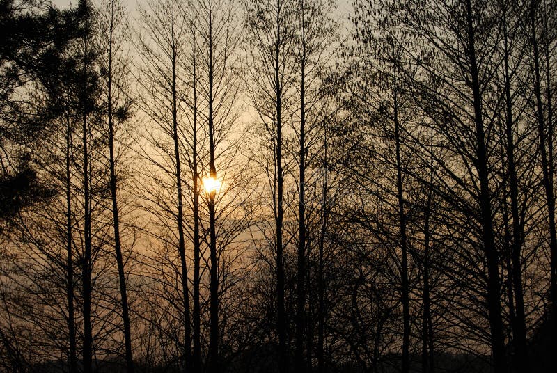 Sunset trees stock image. Image of scene, light, sunset - 4592607