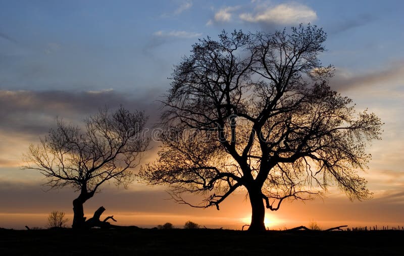 Sunset trees stock photo. Image of clouds, color, sunset - 712804