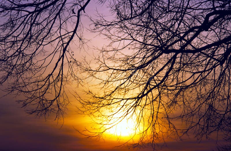 Sunset Trees Ablaze stock image. Image of blazing, years - 11657403