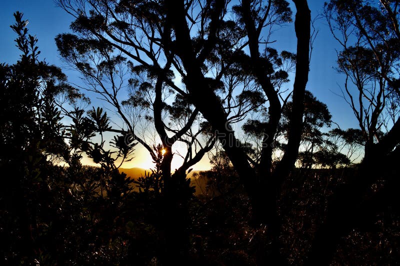 Sunset through the Trees in the Blue Mountains Stock Image - Image of ...