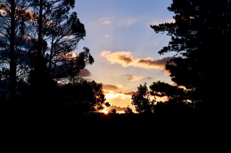 Sunset through the Trees in the Blue Mountains Stock Photo - Image of ...