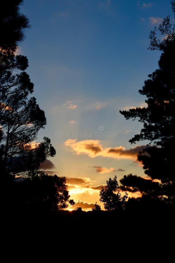Sunset through the Trees in the Blue Mountains Stock Image - Image of ...
