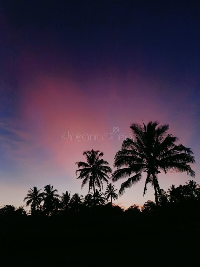 Sunset and trees stock photo. Image of aesthetic, tree - 268796350
