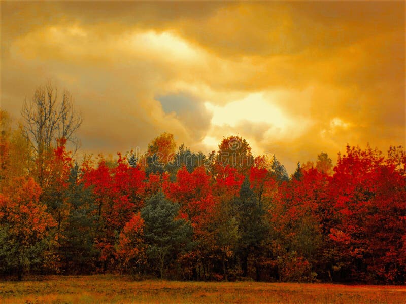 Sunset with trees stock image. Image of landscape, beauty - 79777639