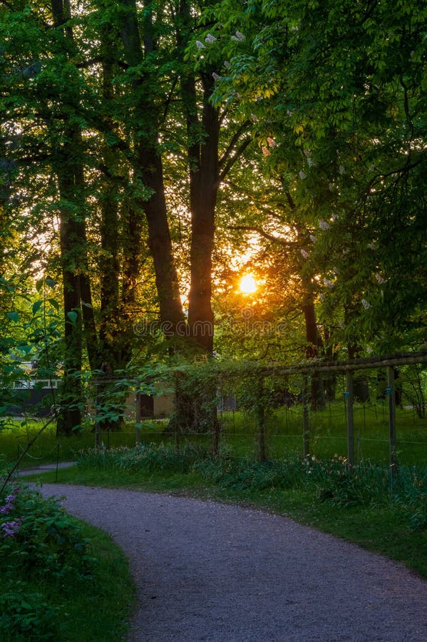 Sunset through Trees in Lund Botanical Gardens in Sweden Stock Photo ...