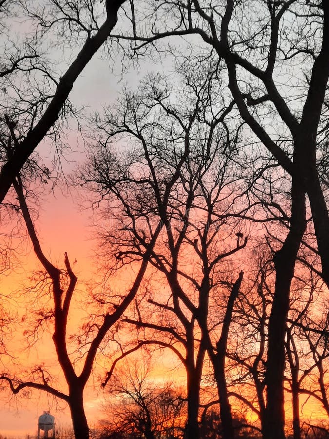 Sunset, Trees, Park, Beautiful Stock Photo - Image of sunset, park ...