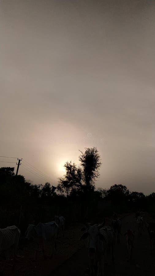 Sunset Trees Perfect Climate Stock Photo - Image of rajasthan, village ...