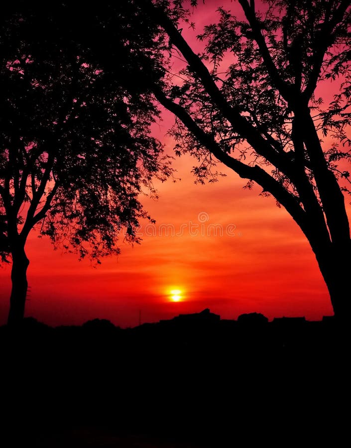 Sunset between trees stock image. Image of summer, clouds - 90737375