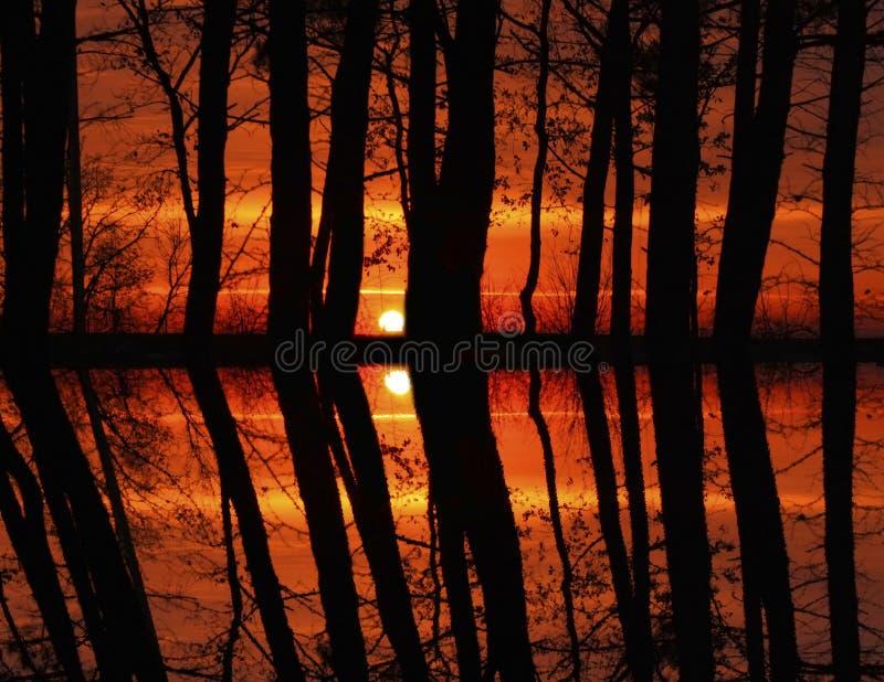 Sunset in forest stock image. Image of forest, tree, wood - 30079775