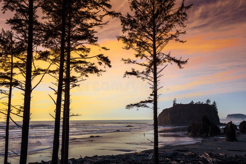 Sunset through the Trees, Ruby Beach Stock Image - Image of serene ...