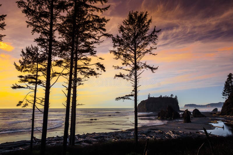 Sunset through the Trees, Ruby Beach Stock Image - Image of north, park ...