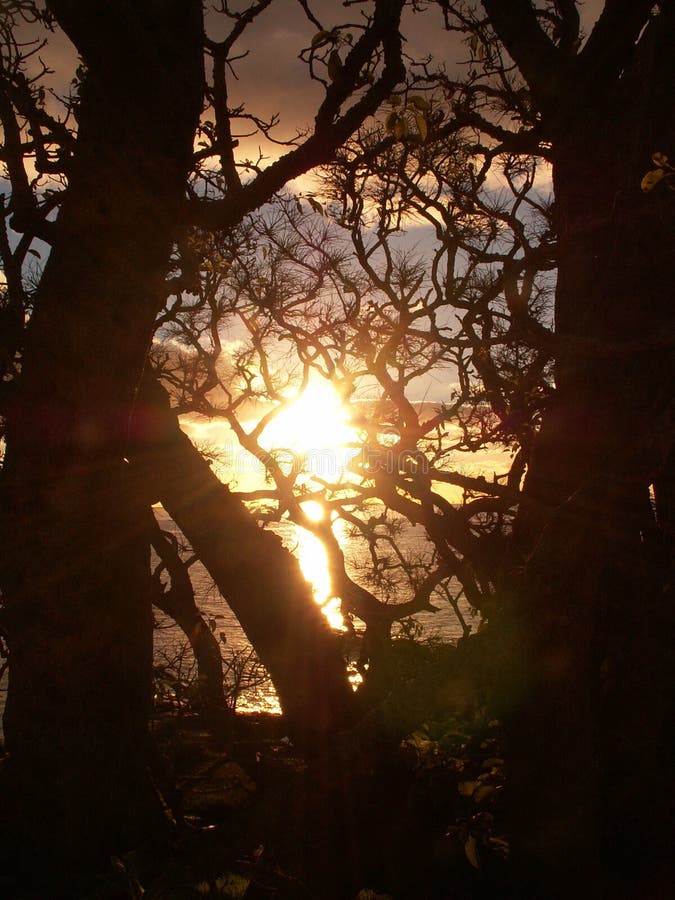Sunset through Trees stock image. Image of uruguay, south - 45575049