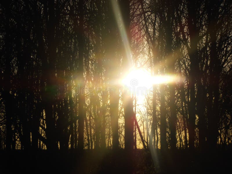 Sunset through Trees stock photo. Image of bright, sunset - 153634062