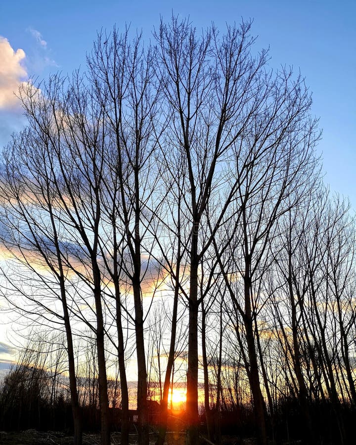 Sunset with trees stock photo. Image of nature, trees - 141867040