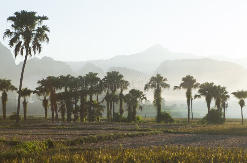 Sunset on Tropical Palm Field in Asia Stock Photo - Image of mist ...