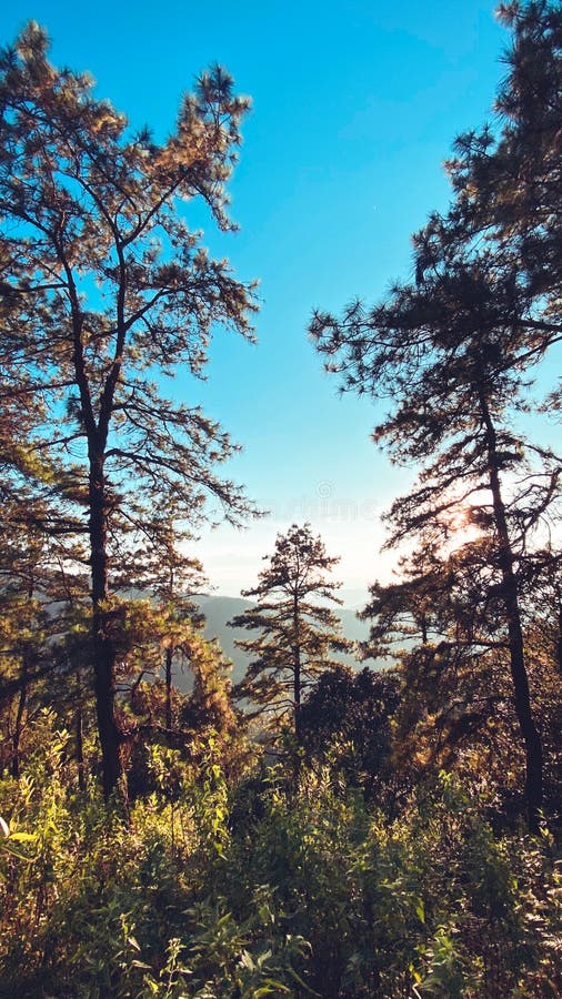 Sunset and Twilight Light in the Forest on the Mountain Stock Photo ...