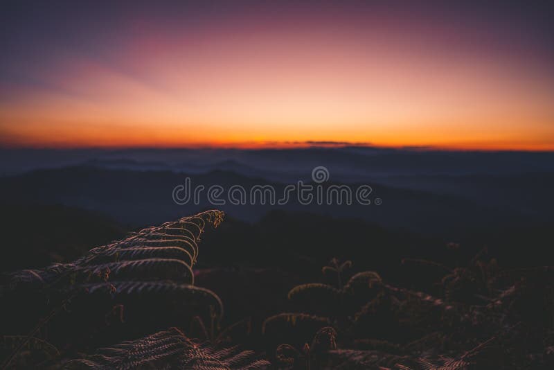 Sunset and Twilight Light in the Forest on the Mountain Stock Photo ...