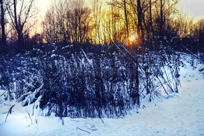 Sunset Twilight in Winter Forest Stock Image - Image of christmas ...