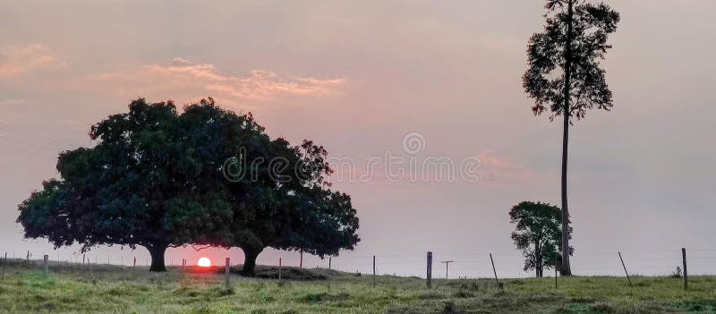 Sunset between Two Trees in a Pasture Area Stock Photo - Image of ...