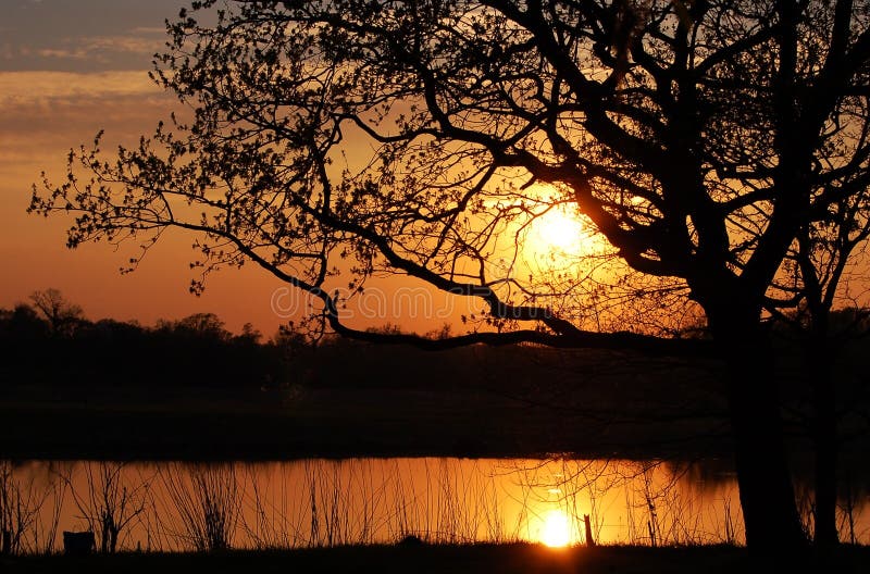 Sunset under lake stock image. Image of greenery, branches - 13996931