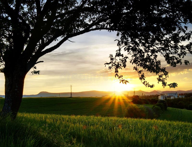 Sunset Under the Tree stock image. Image of horizon, beautiful - 24735667