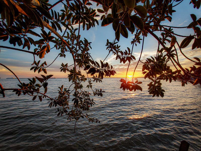 Sunset from under the tree stock image. Image of sunset - 230399639