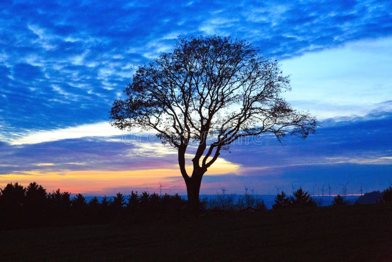 Sunset Under the Trees. Nature Sunset Background. Stock Image - Image ...
