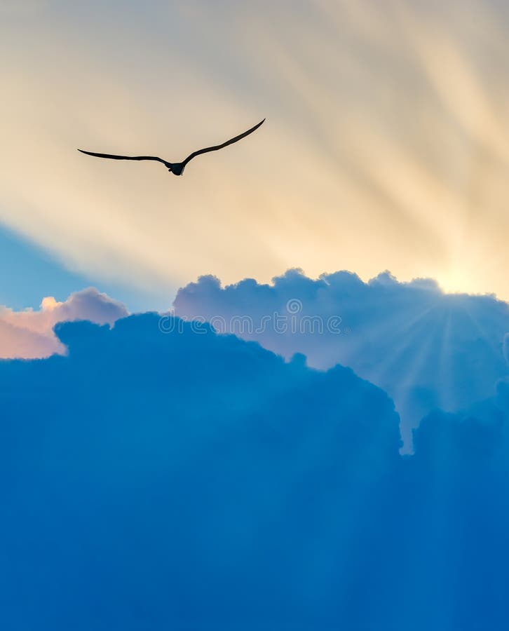 Bird Silhouette Sunset Vertical Stock Photo - Image of scene, outdoor ...