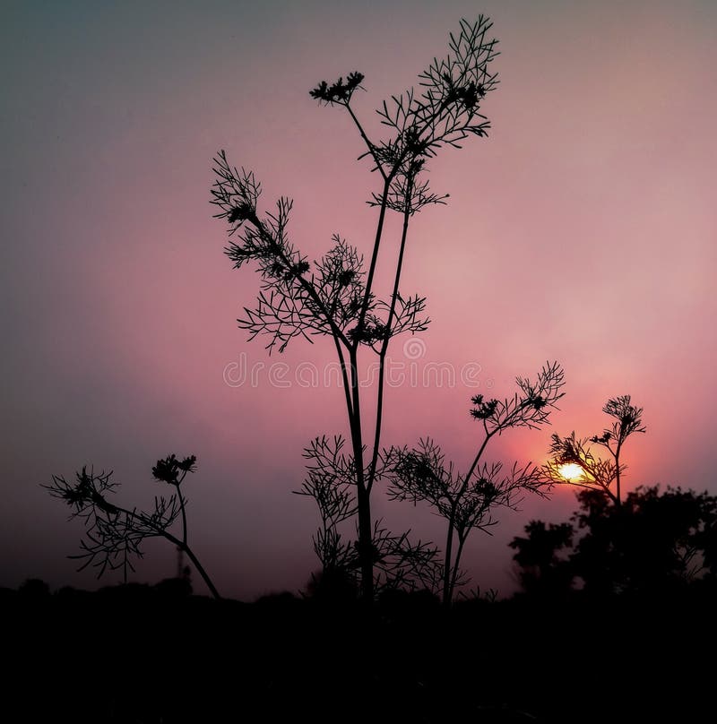 Sunset View Behind the Coriander Plant Stock Photo - Image of horizon ...