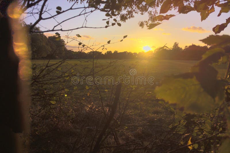 Sunset View from the Bushes Stock Photo - Image of plant, bushes: 300987996