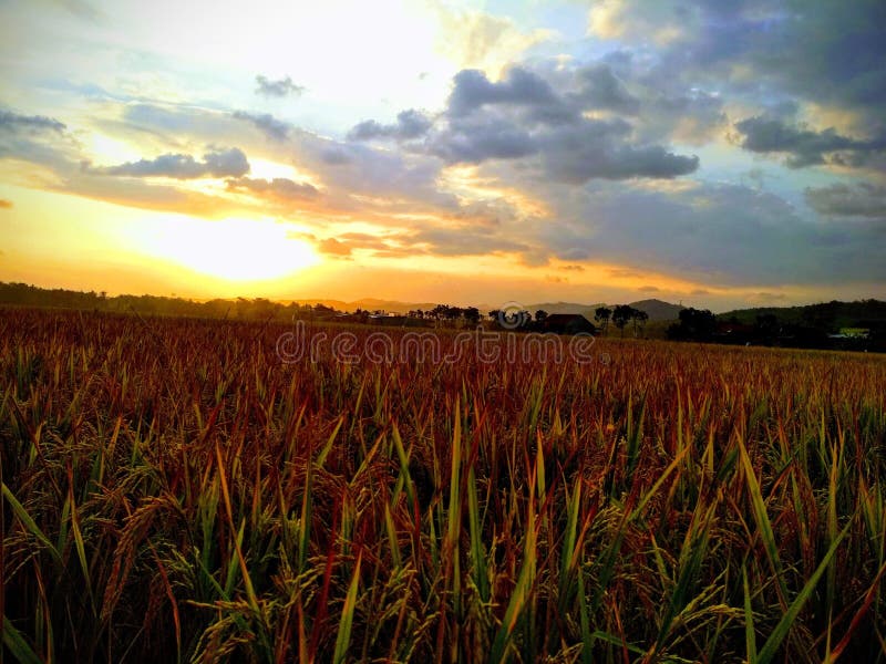 SUNSET VIEW on the EDGE of the RICE FIELDS Stock Image - Image of ...